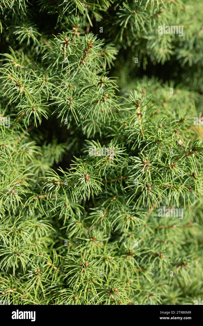 Tree with intricate branches hi-res stock photography and images - Alamy