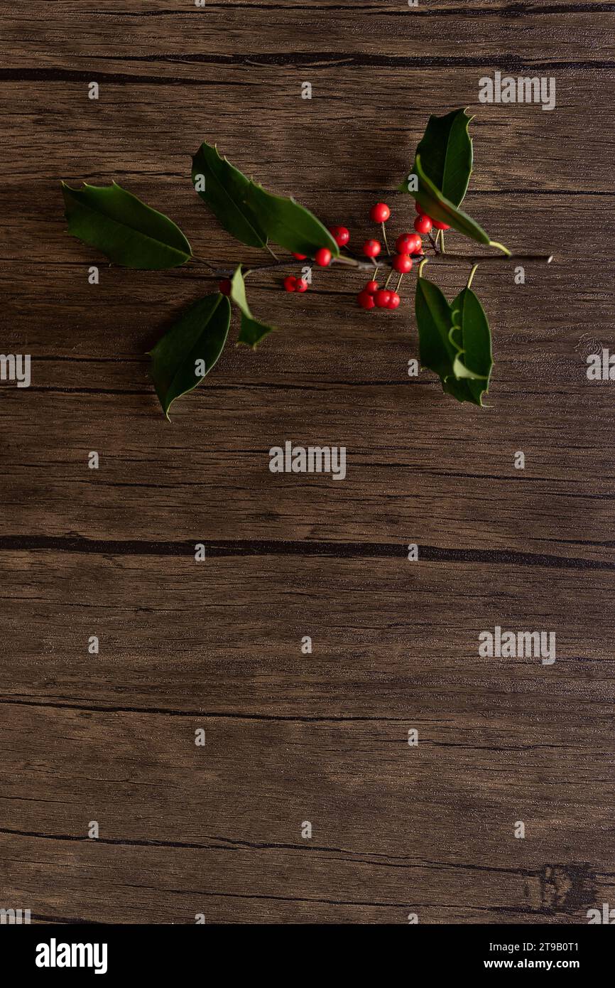 Close up perspective of holly hi-res stock photography and images - Alamy