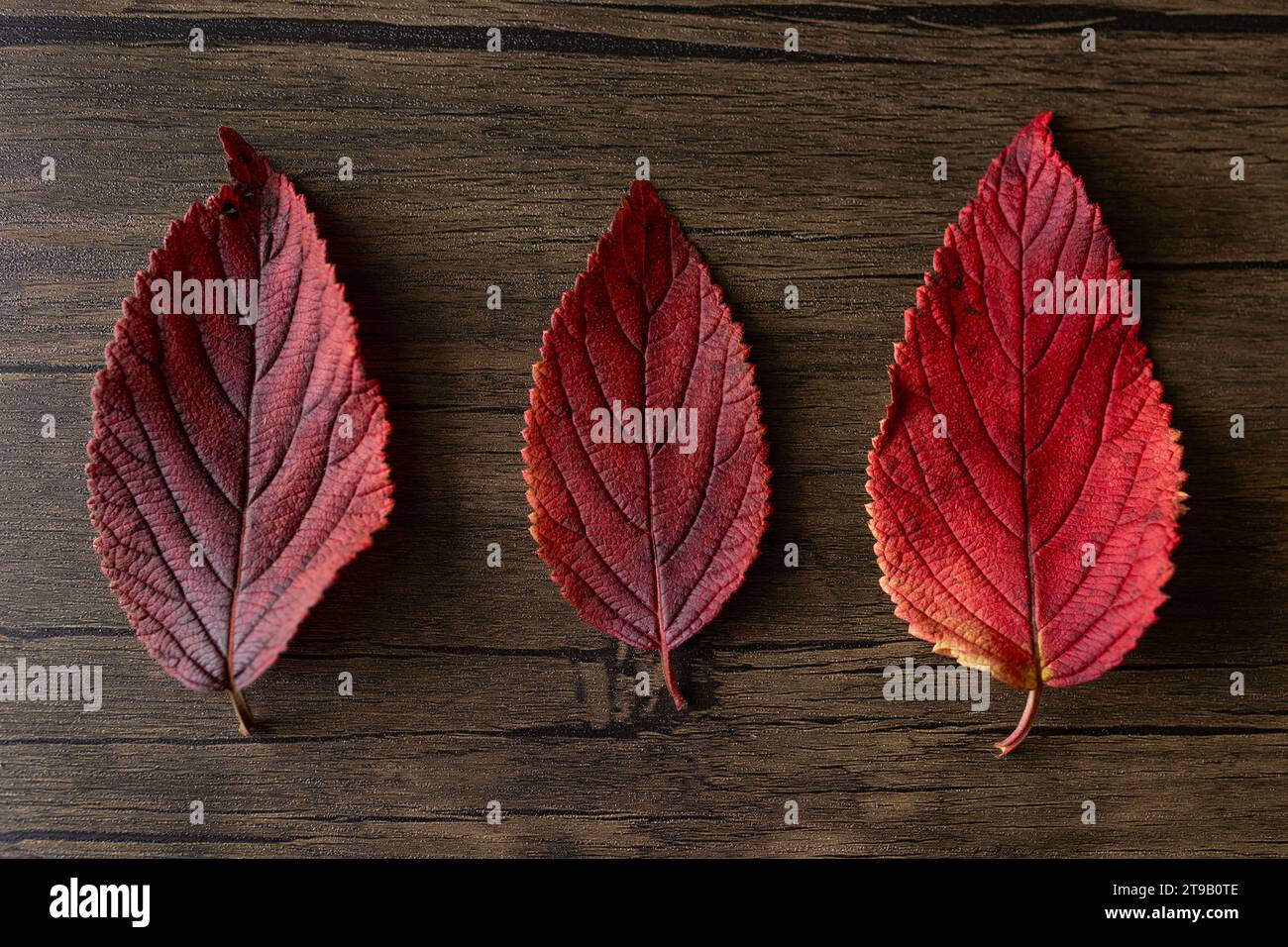 three red leaves against a wood background in natural light Stock Photo ...