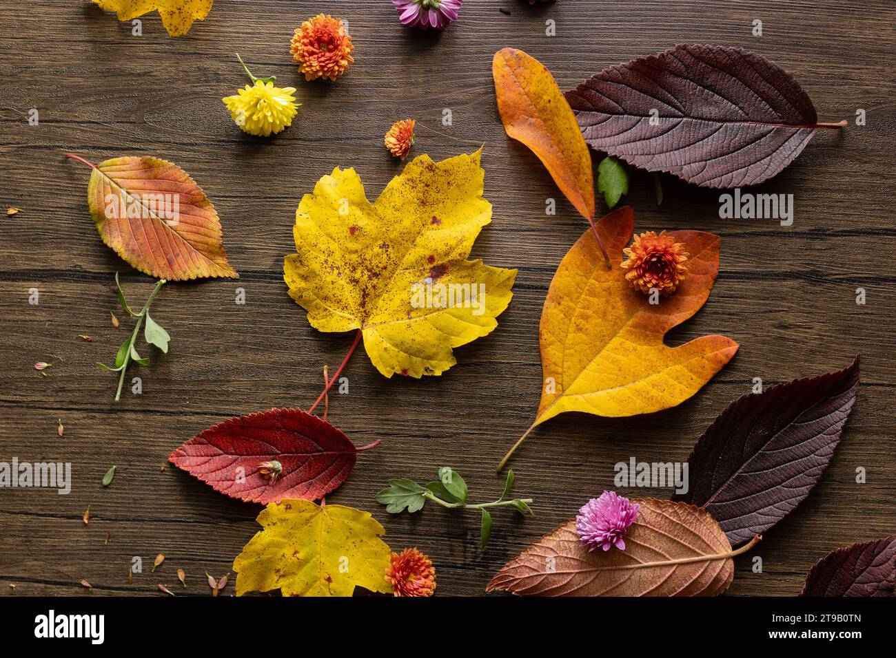 Flat lay maple hi-res stock photography and images - Alamy