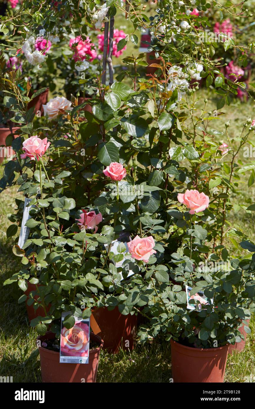 Tre rose hi-res stock photography and images - Alamy