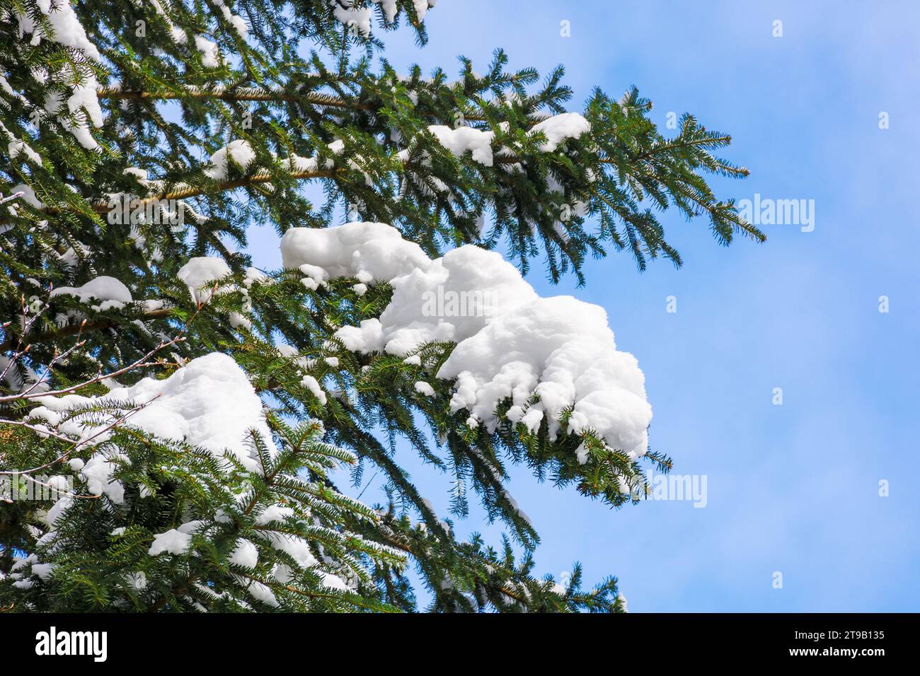 snow on the branches of coniferous tree in front of a blue sky. sunny ...