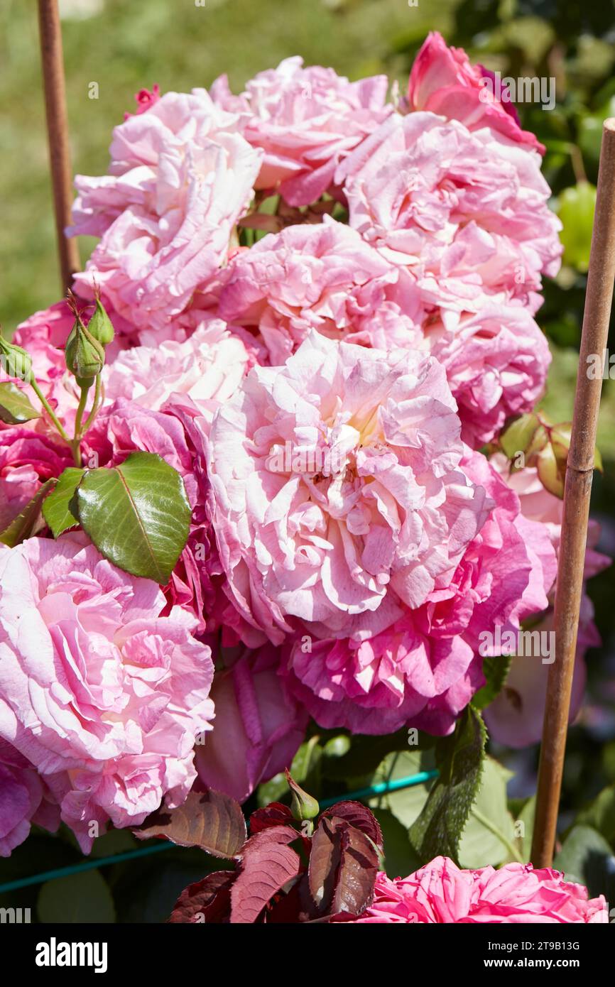 Sunlight outdoor hi-res stock photography and images - Alamy