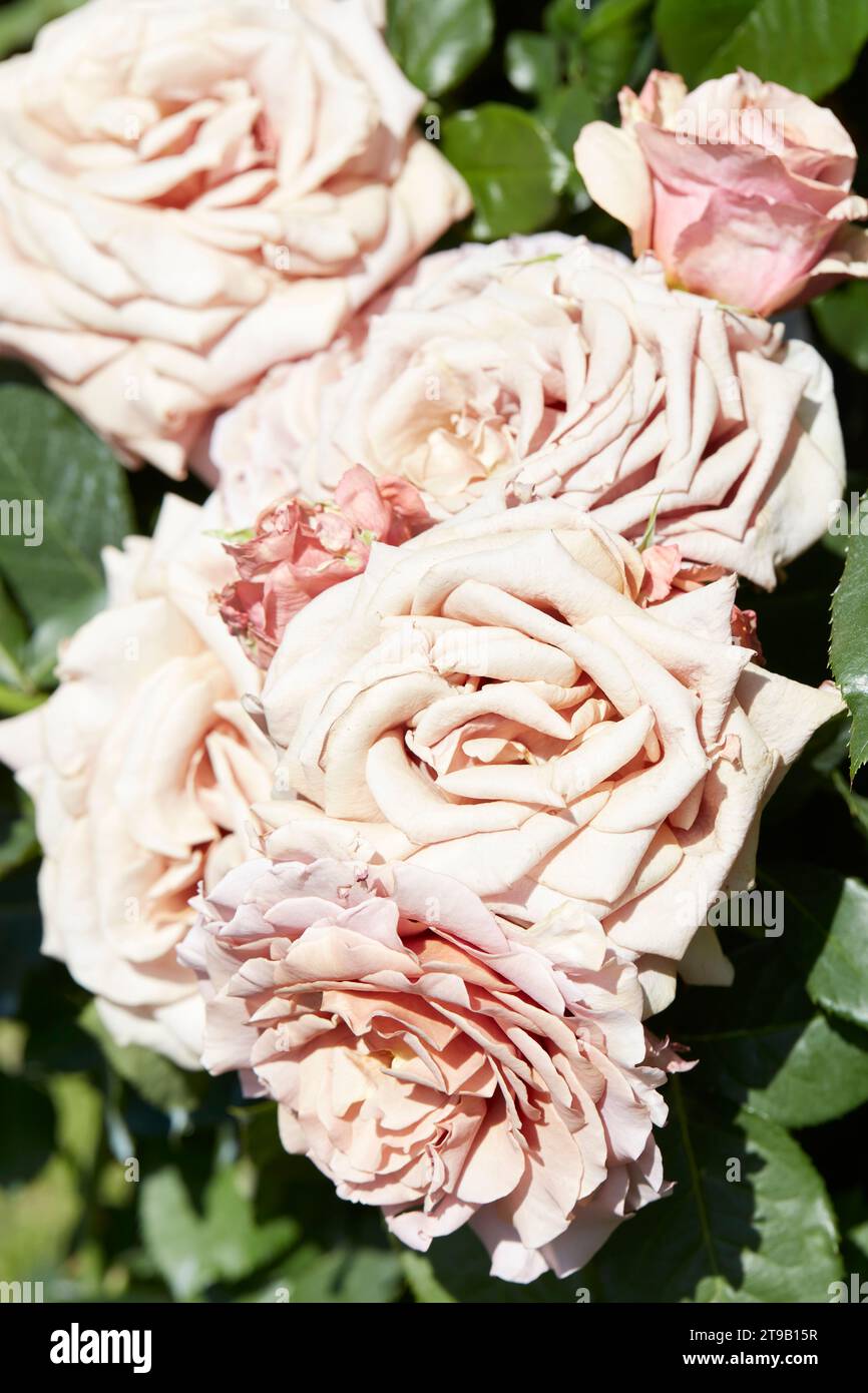 Ancient pink roses flowers in spring sunlight Stock Photo - Alamy