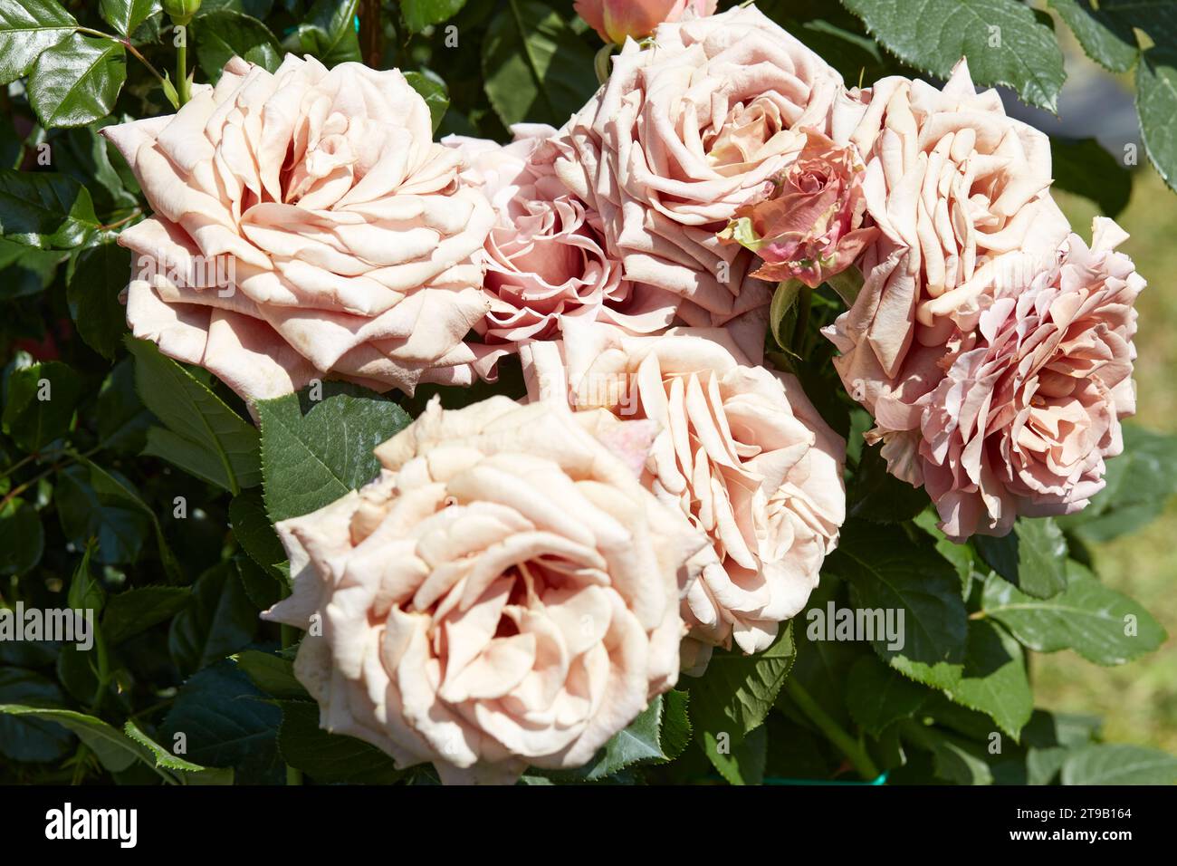 Ancient pink roses flowers in spring sunlight Stock Photo - Alamy