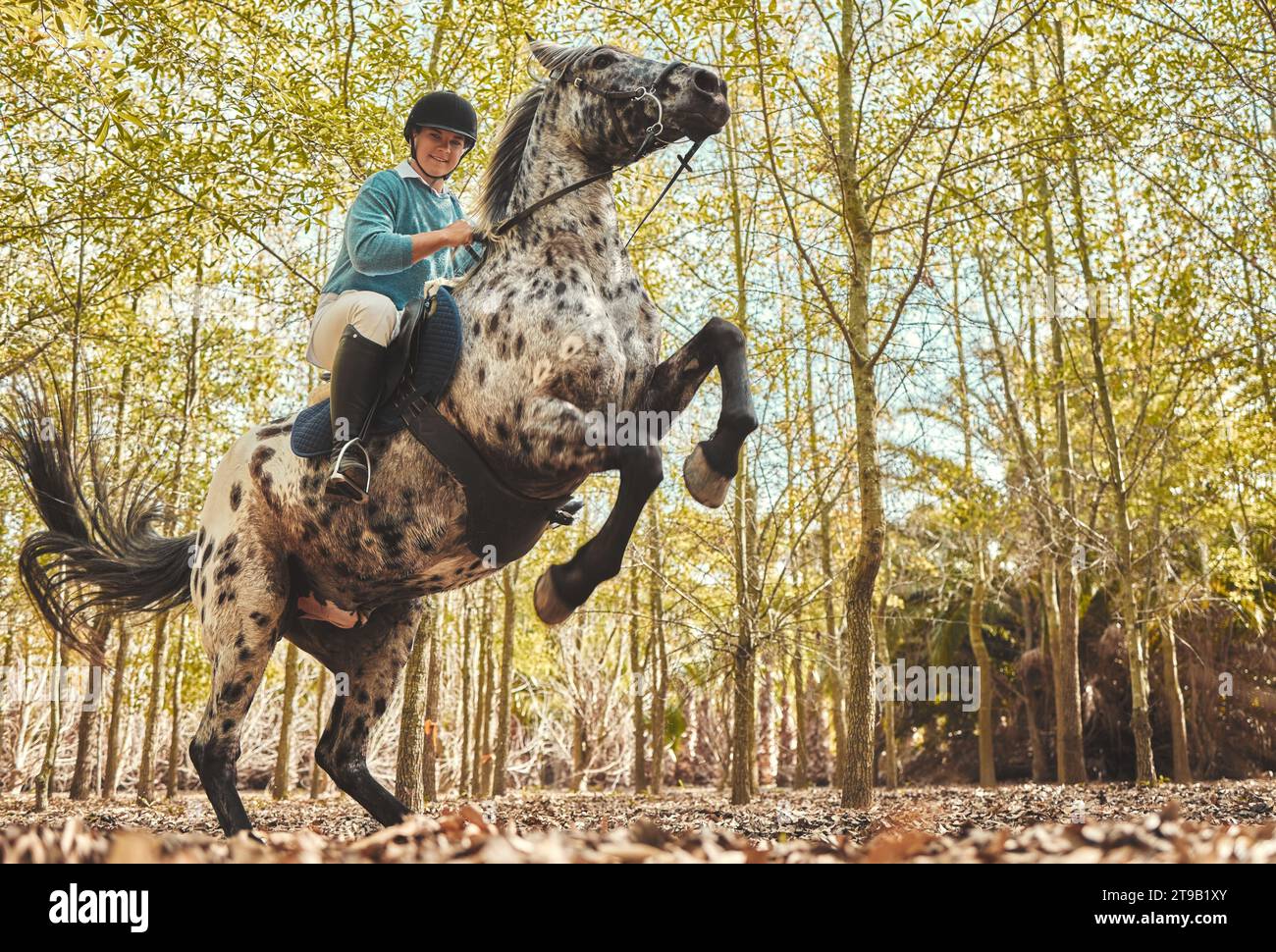 Horse with woman, riding in forest and jumping practice for competition ...