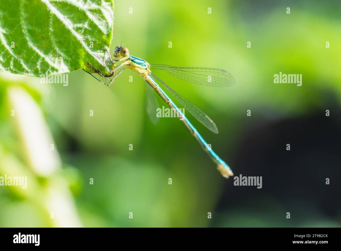 Emerald Damselfly or Common Spreadwing (Lestes sponsa Stock Photo - Alamy
