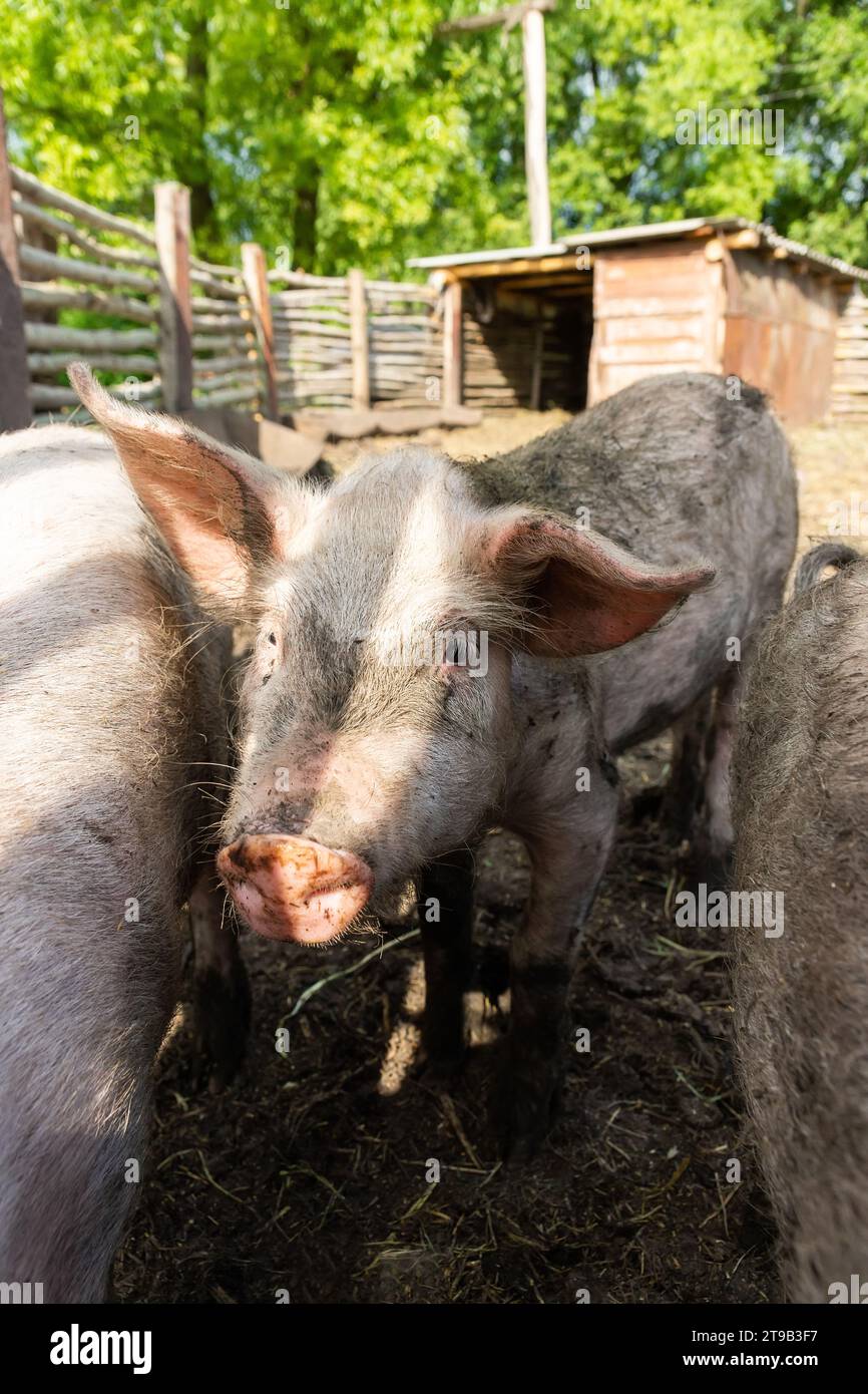 Pink pigs on the farm. Swine at the farm. Meat industry. Pig farming to ...