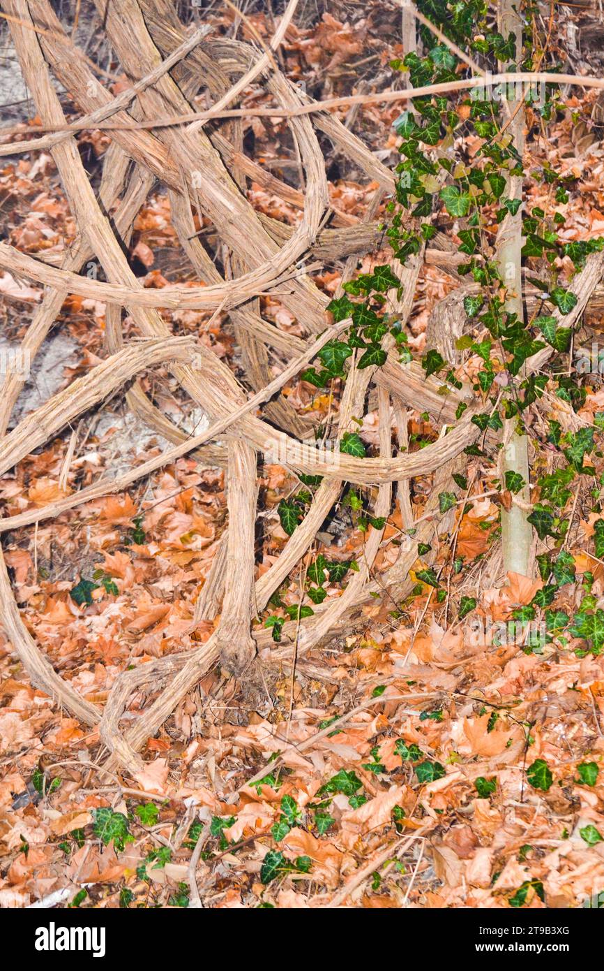 intertwining and interlaced roots detail,dry autumn leaves and green ...