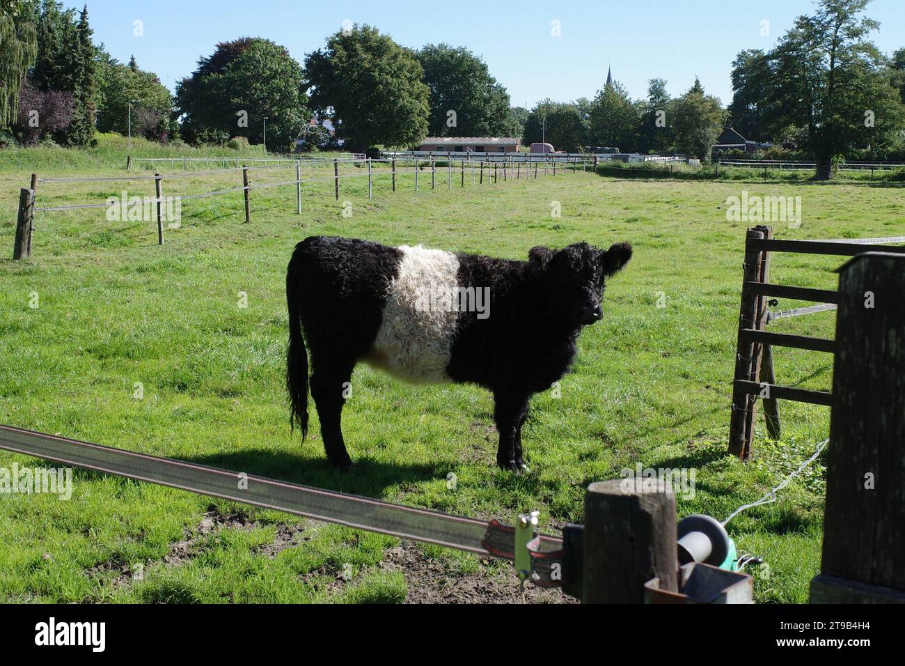 Cute black and white cow with curly hair. It's a belted Galloway Stock ...