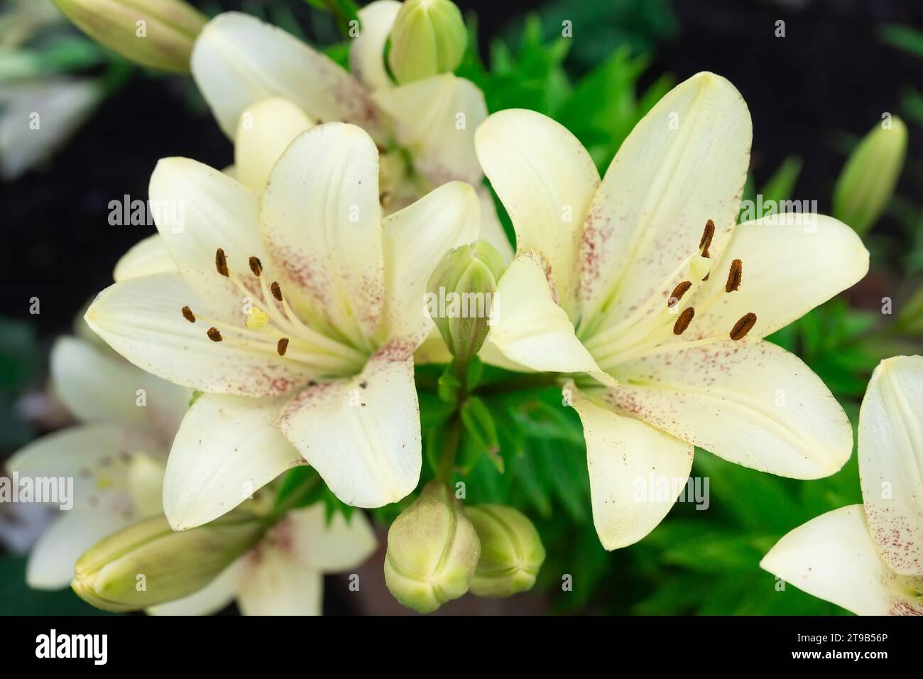 White Lilium Apollo flowers growing in summer ornamental garden. True ... White Lilium Apollo flowers growing in summer ornamental garden. True ...
