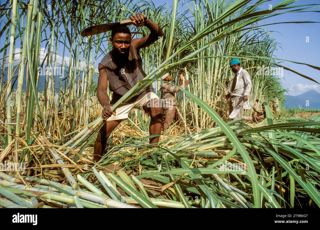Tanzania, Kilombero - farm workers harvest the sugar cane by cutting ...