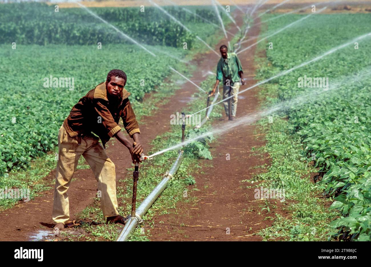 Tanzania, Kilimanjaro; Irrigation of bean crop in a large-scale ...