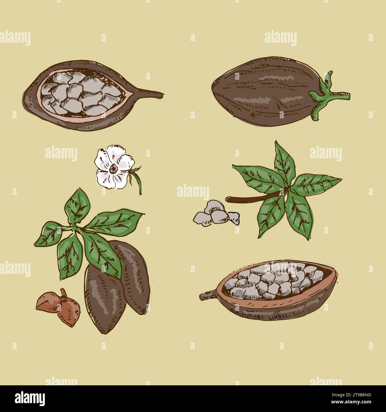 Cacao flower tree Stock Vector Images - Alamy