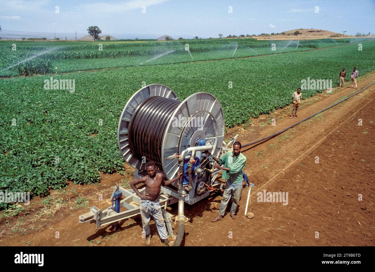 Tanzania, Kilimanjaro; Irrigation of bean crop in a large-scale ...