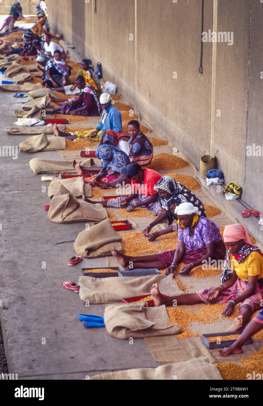 Tanzania, Kilimanjaro area- women are sorting beans in a large-scale ...