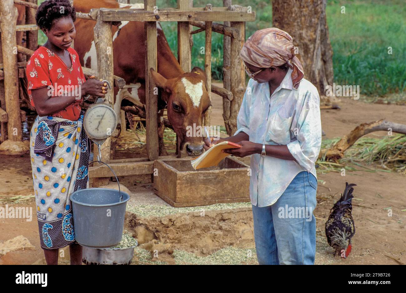 Tanzania, Tanga area - Woman from the milk collecting station ...