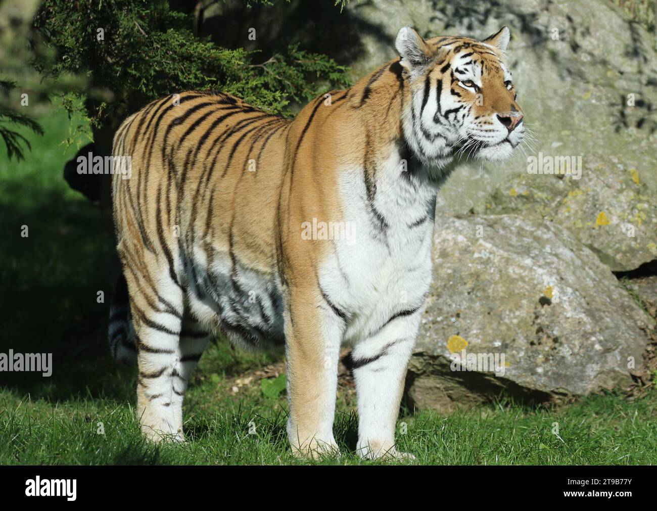 Adult tiger hi-res stock photography and images - Alamy