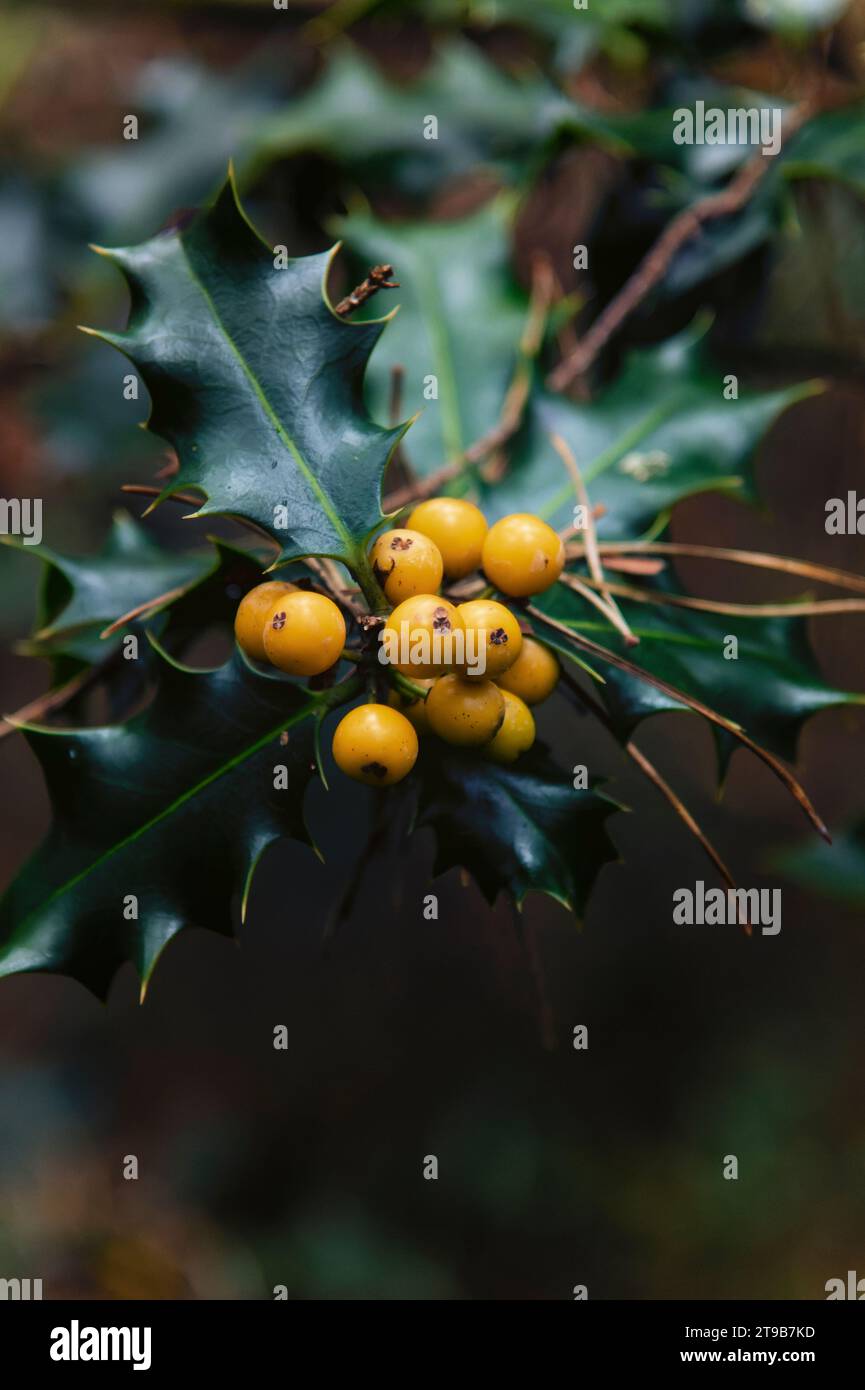 Yellow holly hi-res stock photography and images - Alamy