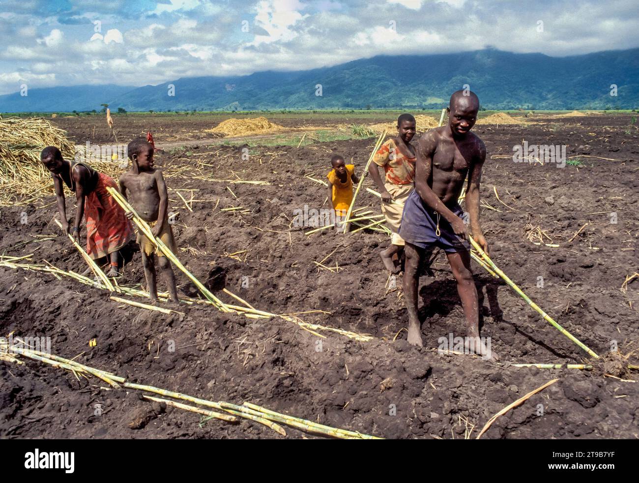 Tanzania, Kilombero; A family is planting sugar cane in the soil Stock ...
