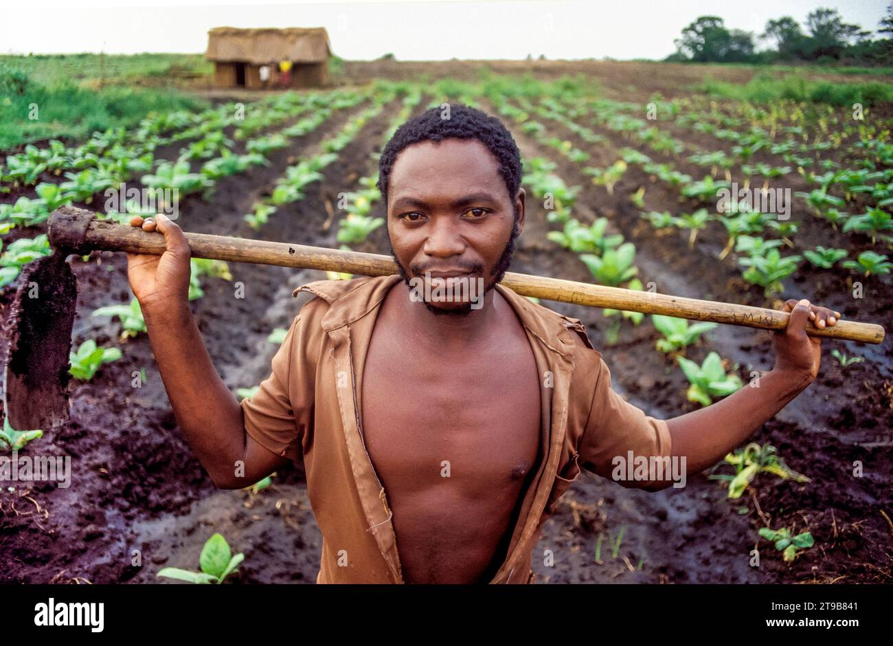 Tobacco factory owner hi-res stock photography and images - Alamy