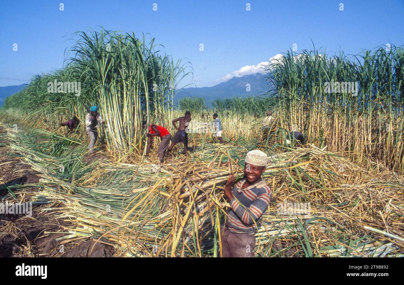 Tanzania, Kilombero - farm workers harvest the sugar cane by cutting ...