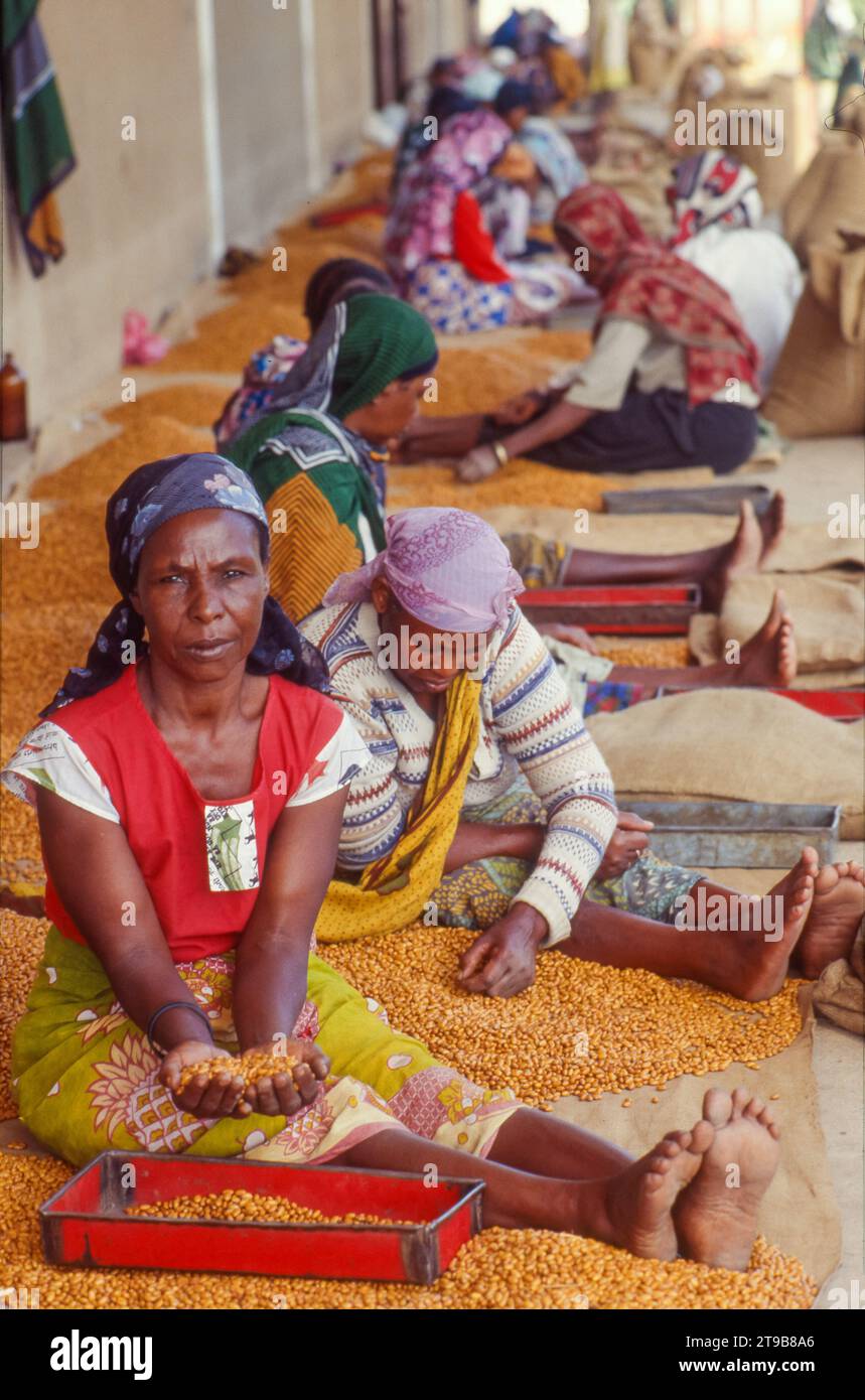 Tanzania, Kilimanjaro area- women are sorting beans in a large-scale ...