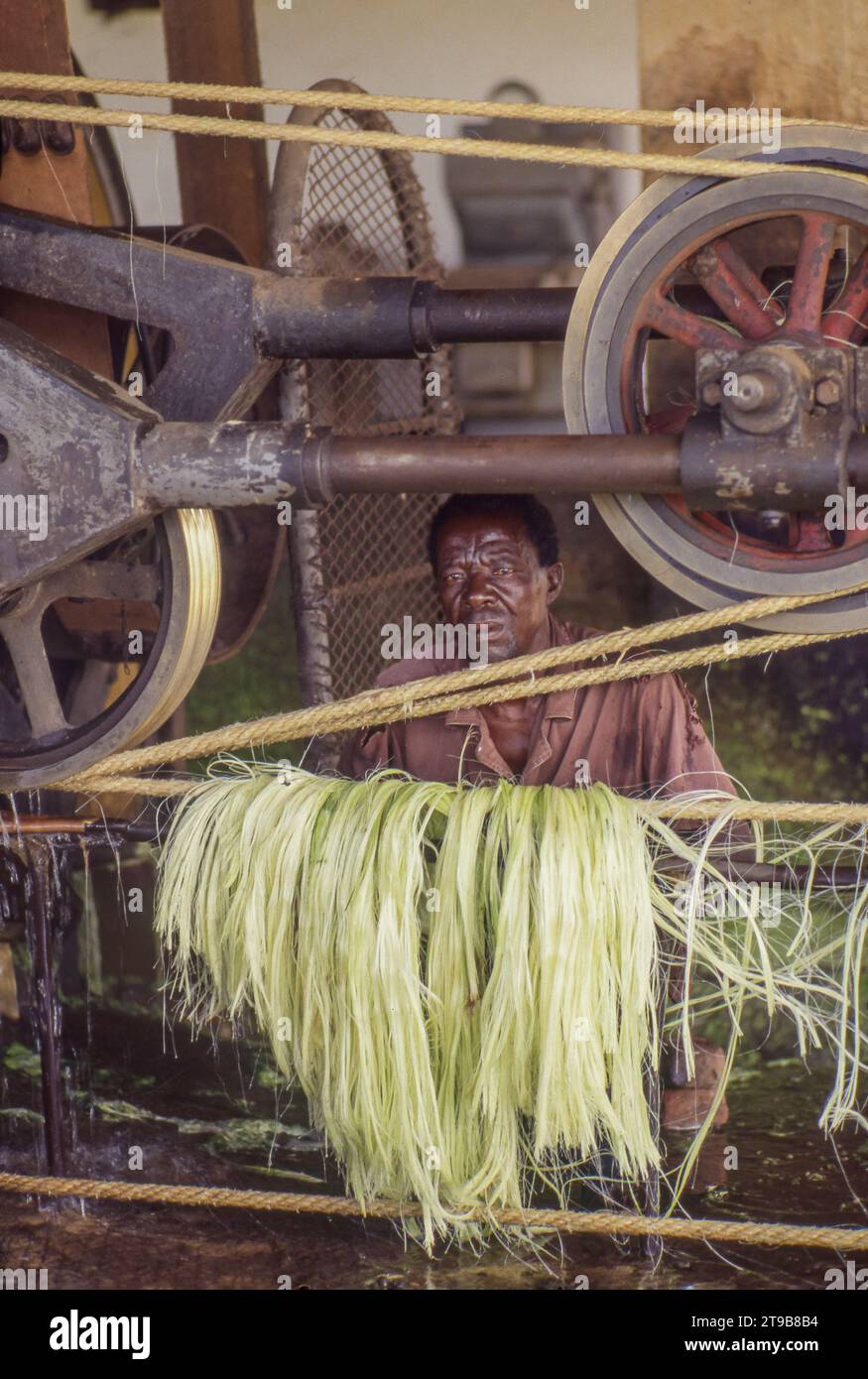 Tanzania, Kisangata; Harvested sisal leaves are processed to make rope ...