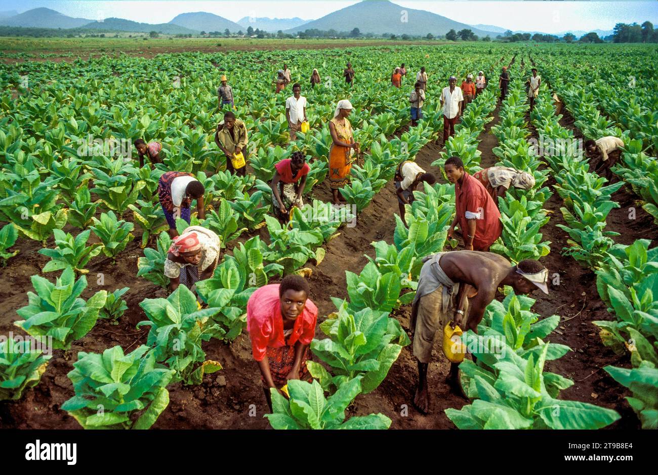 Tanzania, Morogoro; Farm workers on a tobacco plantation spreading ...
