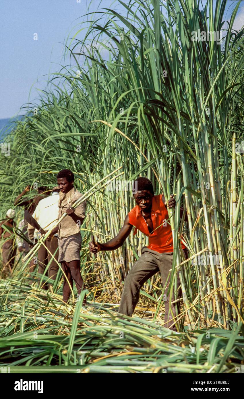 Tanzania, Kilombero - farm workers harvest the sugar cane by cutting ...