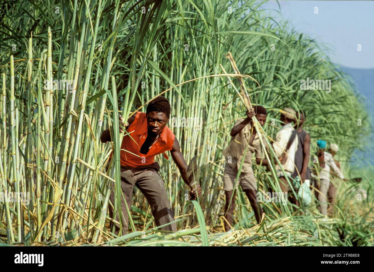 Sugar Cane Field Workers