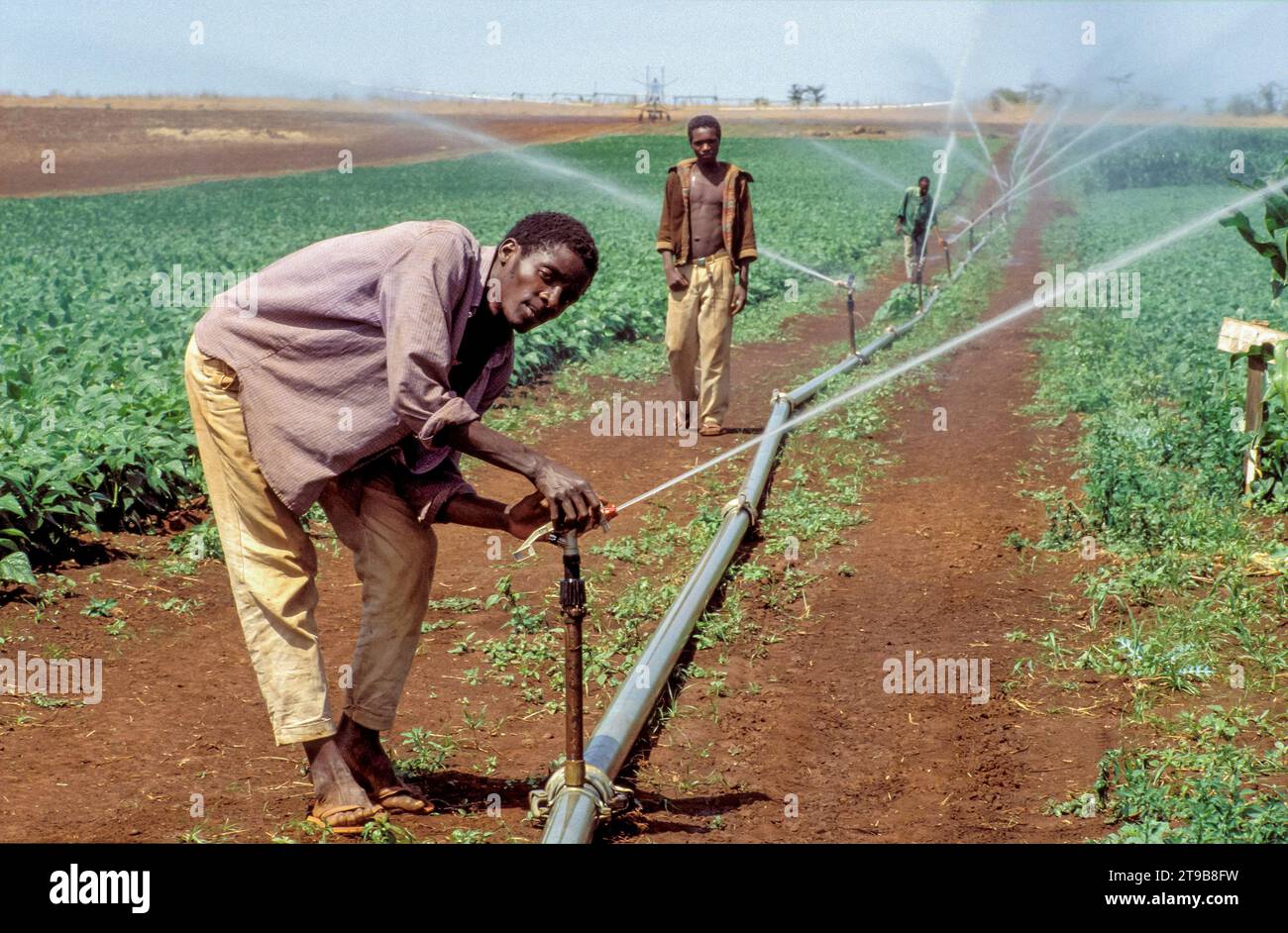 Tanzania, Kilimanjaro; Irrigation of bean crop in a large-scale ...