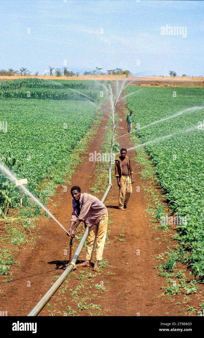 Tanzania, Kilimanjaro; Irrigation of bean crop in a large-scale ...