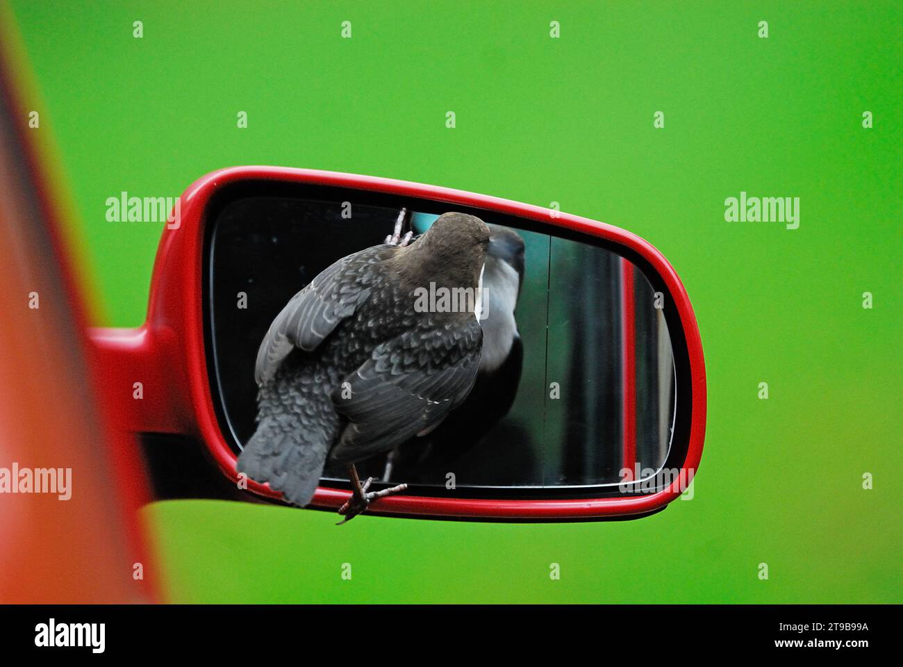Reflection car mirror bird hi-res stock photography and images - Alamy