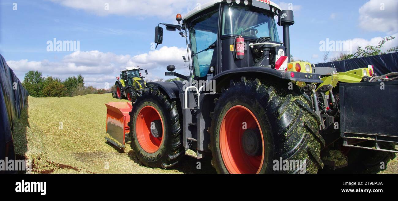 Mais verdichten mit einem Trecker auf einem Bauernhof Gehaeckselter ...