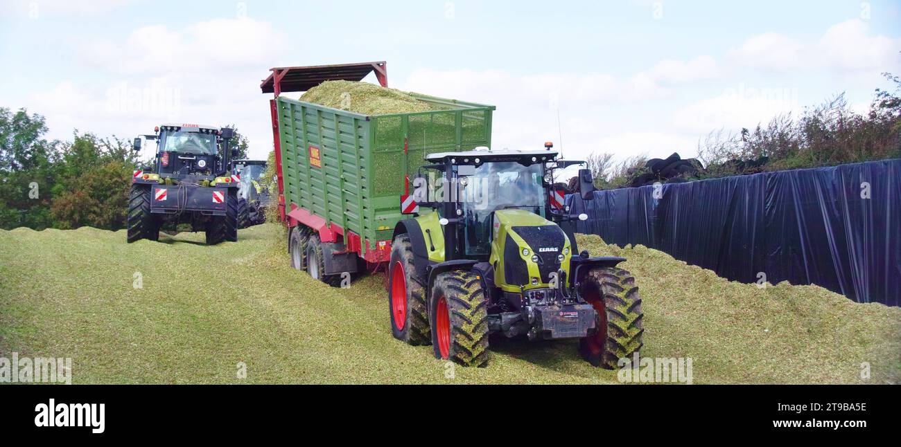 Mais verdichten mit einem Trecker auf einem Bauernhof Gehaeckselter ...