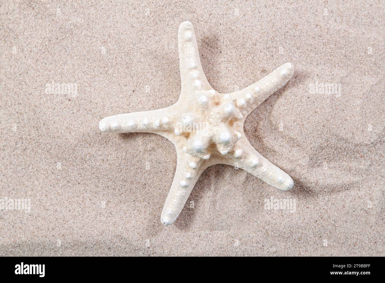 white starfish on the sand close-up top view. Starfish on the beach ...
