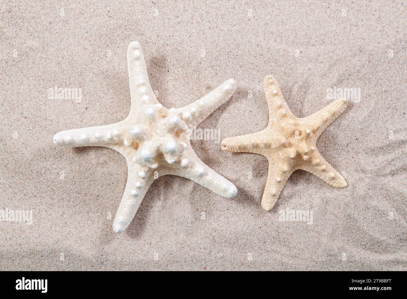 two starfish on the sand close-up top view. Starfish on the beach ...