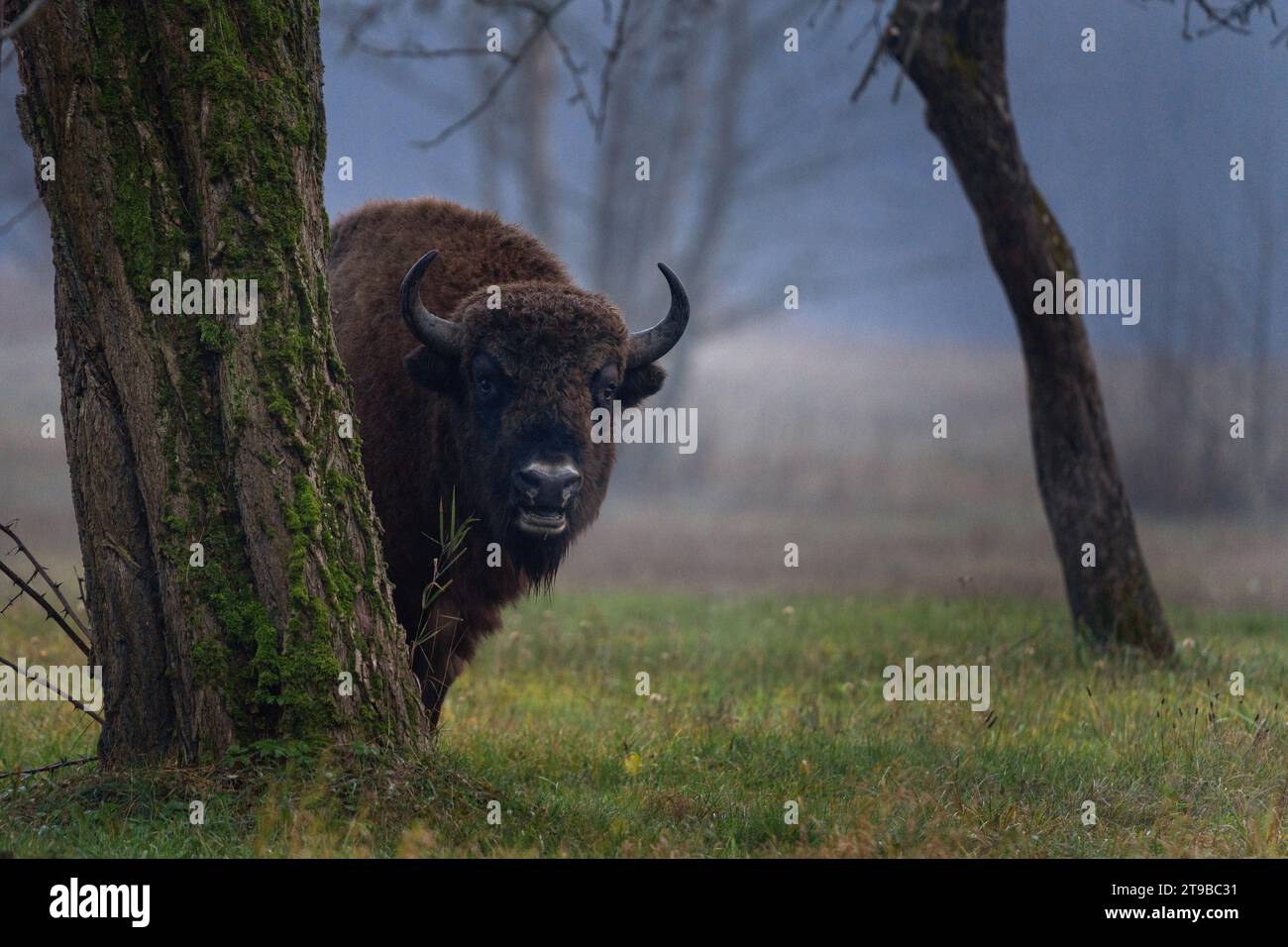 Group of european bison during rain in Bialowieza national park. The ...