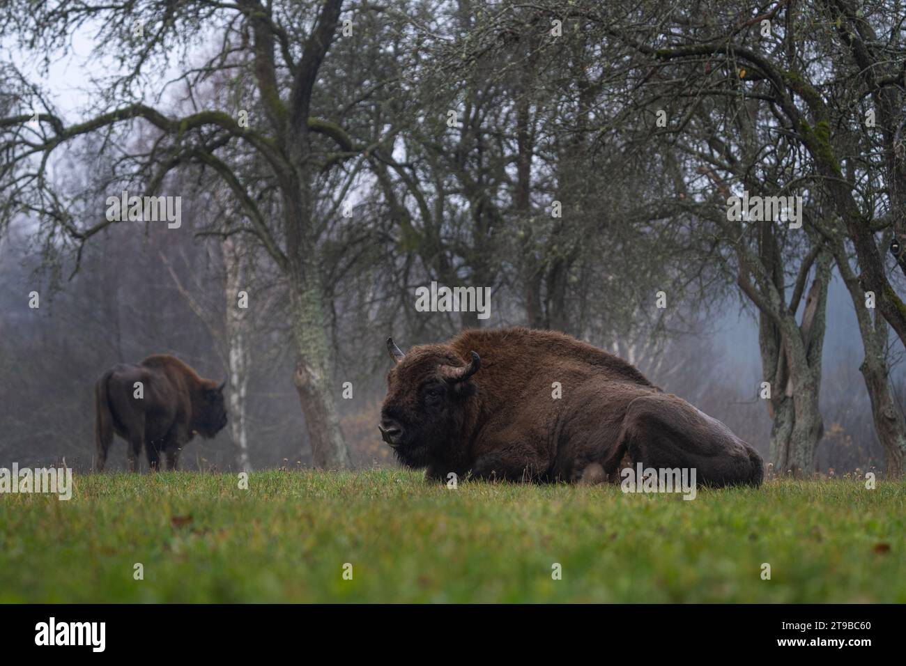 Group of european bison during rain in Bialowieza national park. The ...