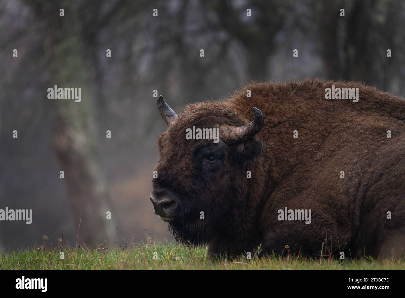 Group of european bison during rain in Bialowieza national park. The ...