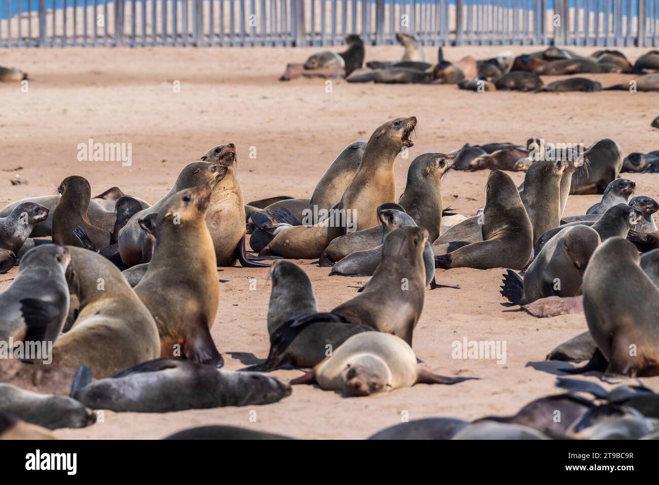 Detail of the seal colony at Cape Cross, off the skeleton coast of ...
