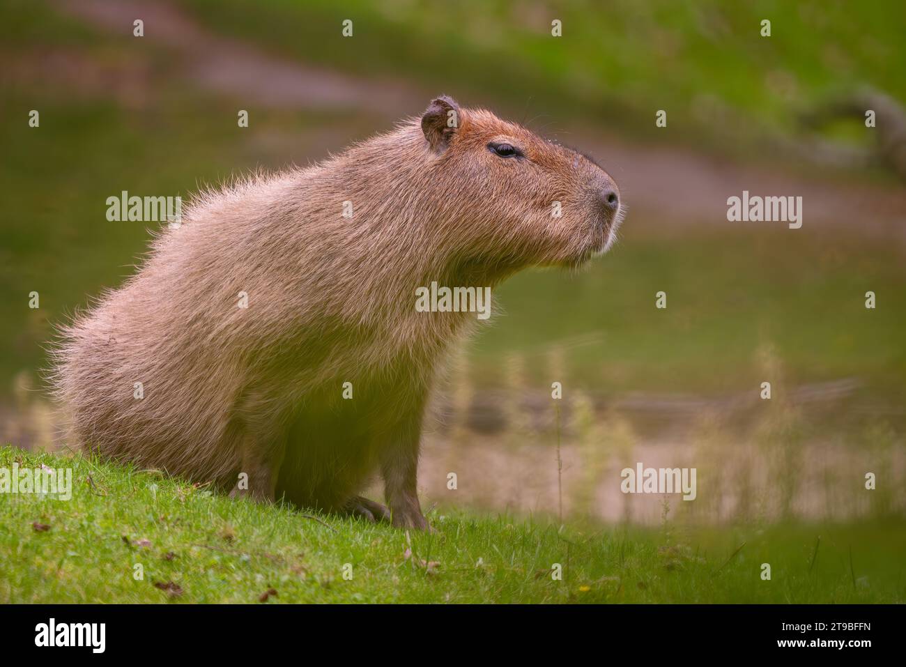 Capybara Hydrochoerus Hydrochaeris Giant Rodent From Central And