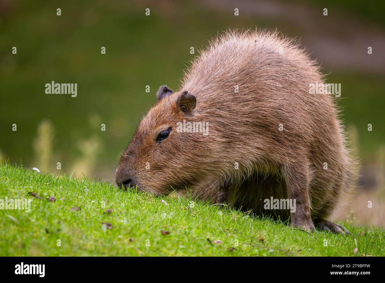 Capybara - Hydrochoerus hydrochaeris, giant rodent from Central and ...