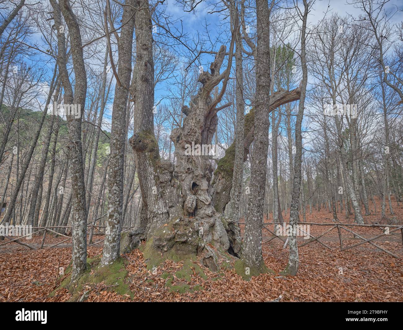 árboles en la naturaleza hi-res stock photography and images - Alamy