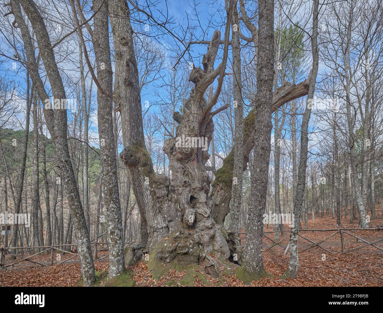 árboles en la naturaleza hi-res stock photography and images - Alamy