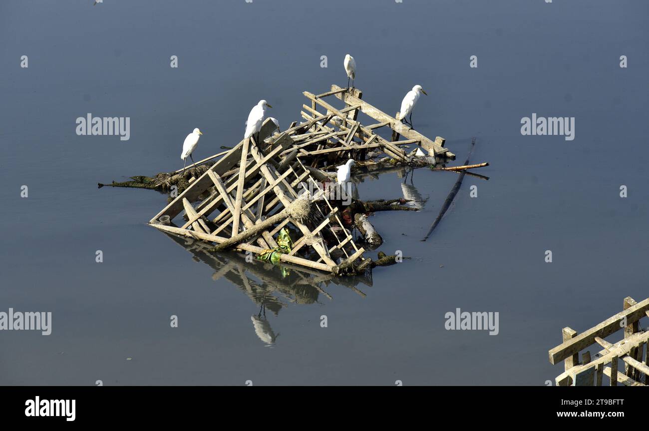 Guwahati, Guwahati, India. 23rd Nov, 2023. Egrets sit on the the remain ...