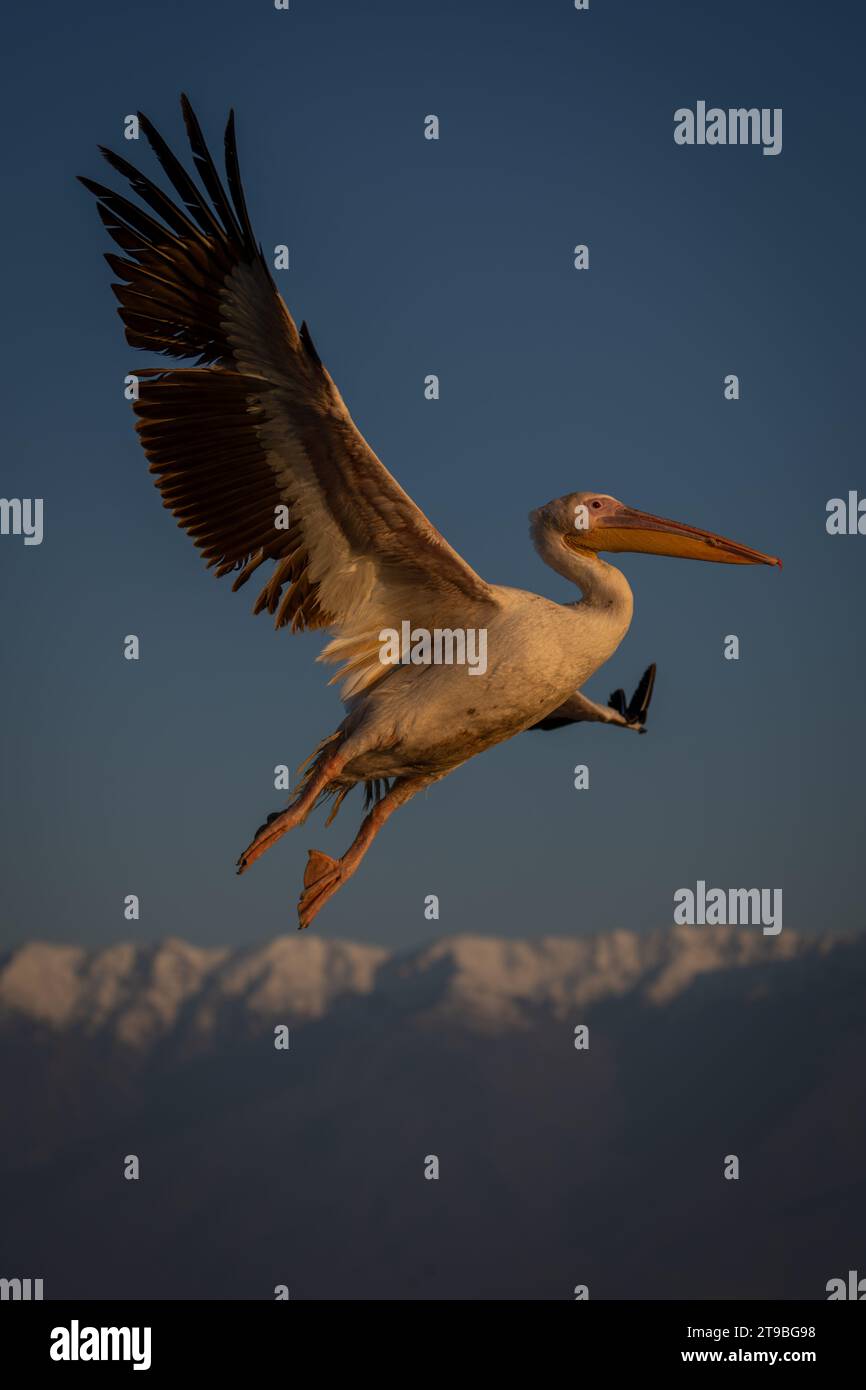 Great white pelican gliding over snow-capped peaks Stock Photo - Alamy
