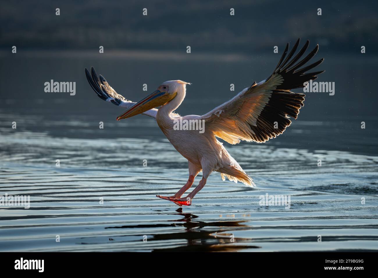 Great white pelican landing backlit on water Stock Photo - Alamy
