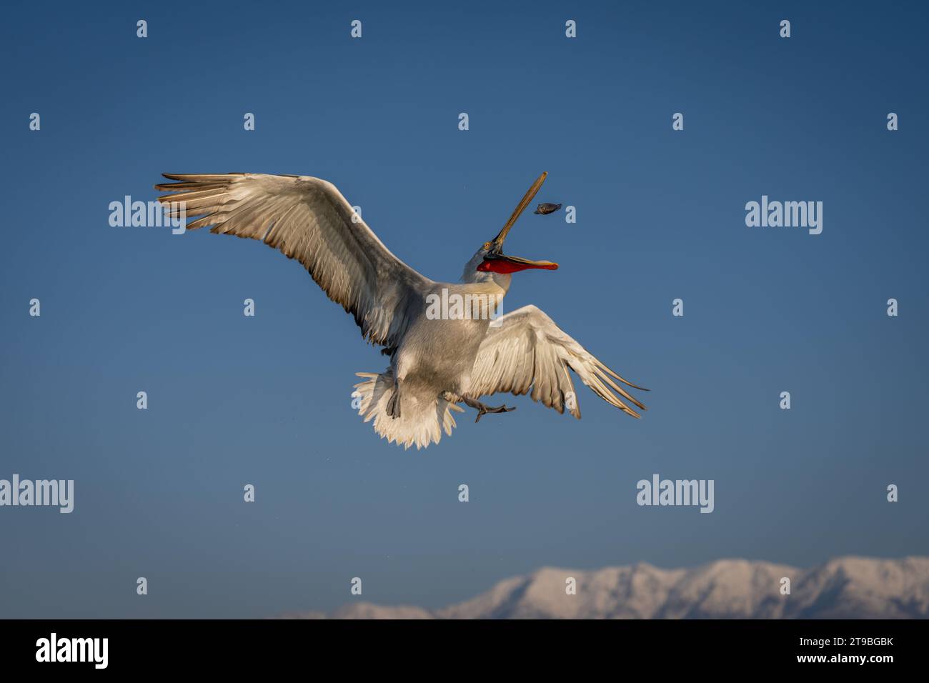 Pelican flies spreading wings to grab fish Stock Photo - Alamy